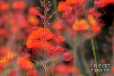 Desert Flowers Abstract Photograph By Emilia Brasier Fine Art America