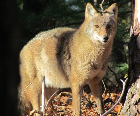 Fox Or Coyote How To Tell Them Apart Your Great Outdoors