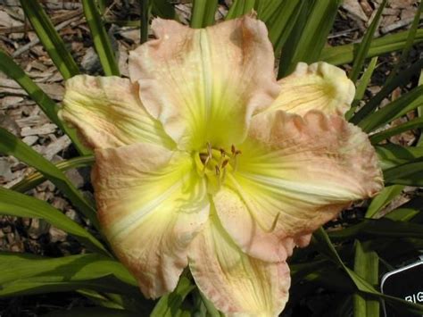 Daylily Hemerocallis Big Brother Brown 1984 Daylilies Big