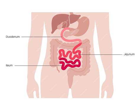 Premium Vector Small Intestine Anatomical Poster Duodenum Jejunum And Ileum In The Human Body