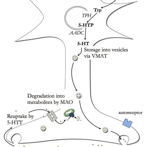 Schematic Overview Of The Serotonin Transporter Gene Slc6a4 Nm001045
