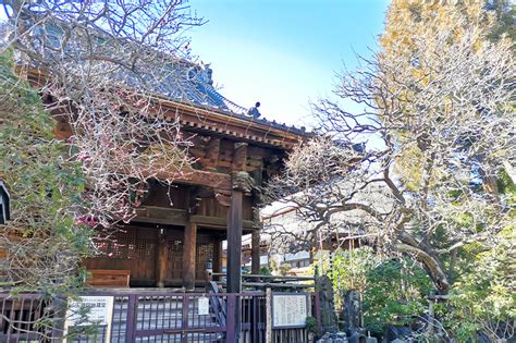 春まであと少し玉蔵院の梅と大善院の河津桜が咲き始めてきました 浦和シティネット