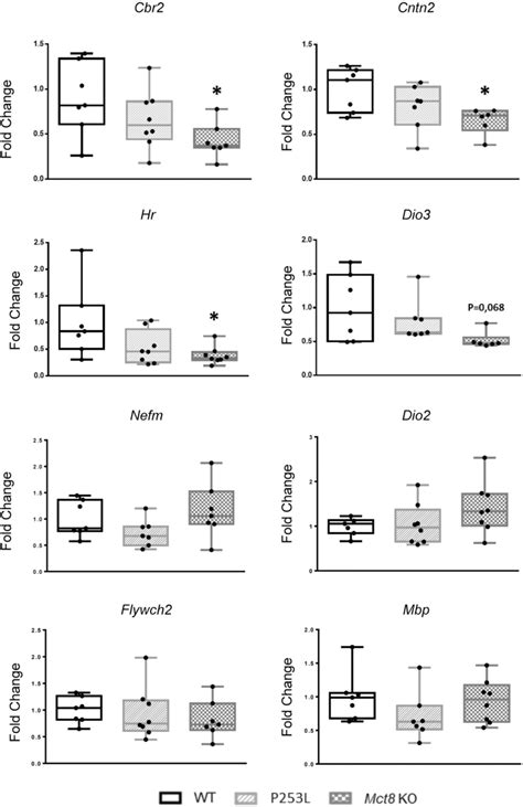 Gene Expression Analysis Of T3 Dependent Genes In The Cerebral Cortex