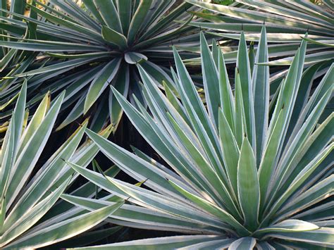 Pruning Yucca Also Offers An Opportunity To Propagate New Plants