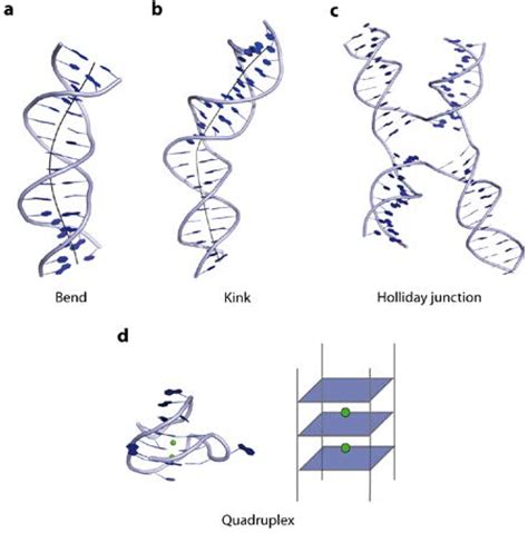 Dna Bending Protein