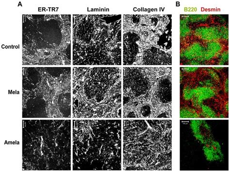 Splenic Architecture Is Disrupted With Loss Of Contractile Download Scientific Diagram