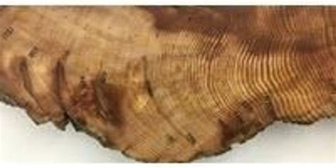 Tree Ring Analysis Explains Physiology Behind Drought Intolerance Lab