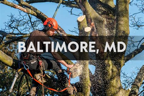 Tree Trimming In Baltimore MD Top Notch Tree Services