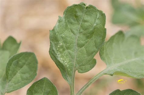 ¿qué Plaga Se Come Las Hojas De Mis Plantas Y Cómo Combatirla