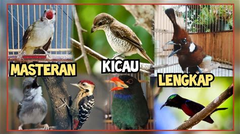 MASTERAN BURUNG MURAI BATU DAN KACER LENGKAP YouTube