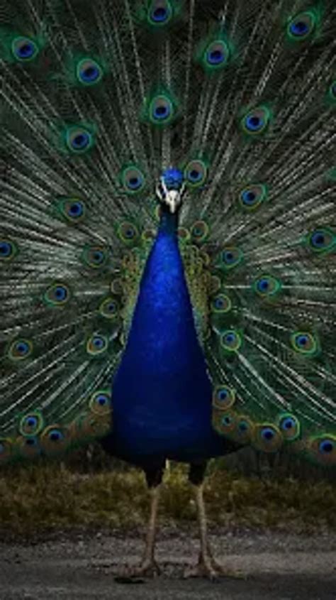 Peacock Wallpapers For Android Download