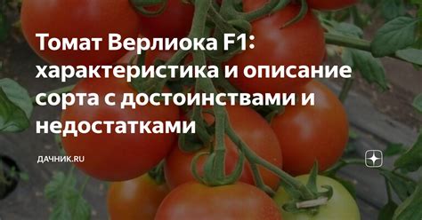 Томат Верлиока F1: характеристика и описание сорта с достоинствами и ...