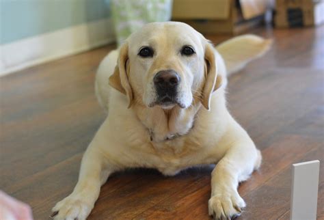 Labrador And Brit Woman Caught Having Sex On Camera Court Hears