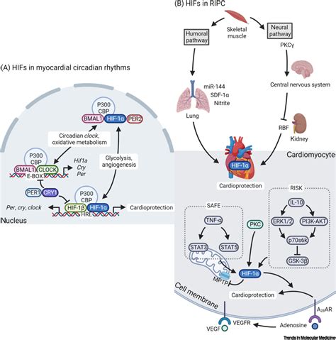 心血管疾病或将迎来新的治疗策略！葛均波院士团队综述缺氧诱导因子和心血管诊疗关联 医谱