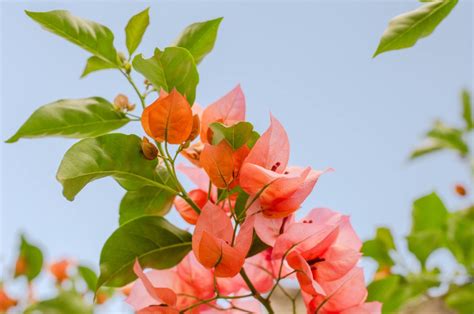 El Poder Curativo De La Bugambilia Más Que Una Flor Bonita Latfan