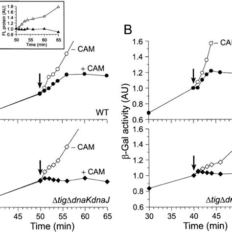 Kinetics Of Fl And β Gal Folding In Wild Type E Coli And Download