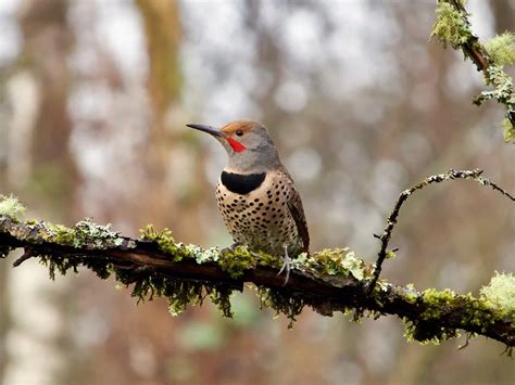 Gilded Flicker Bird Facts Colaptes Chrysoides Birdfact