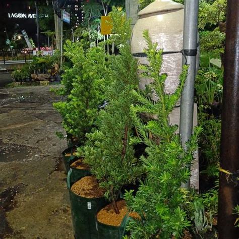 Jual Pohon Lohansung Lo Han Sung Bonsai Lohangsung T 50cm D 3cm Cincuan 120 Tg Kota