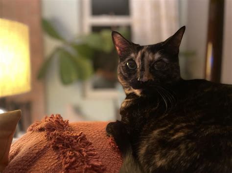 Portrait Of Pixie R Torties