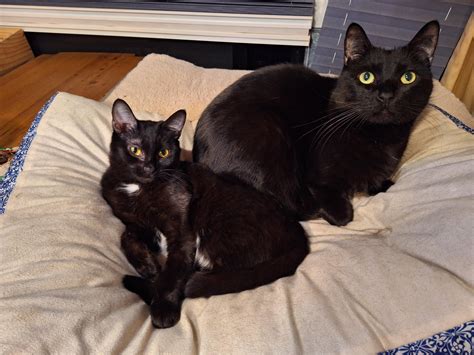 Penny Stopped Growing And Is Such An Itty Bitty Cutie Rblackcats