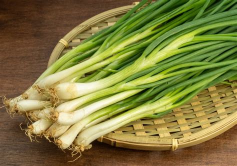 집에서 대파키우기 대파 씨앗 심기 모종 파종시기 수경재배 네이버 블로그