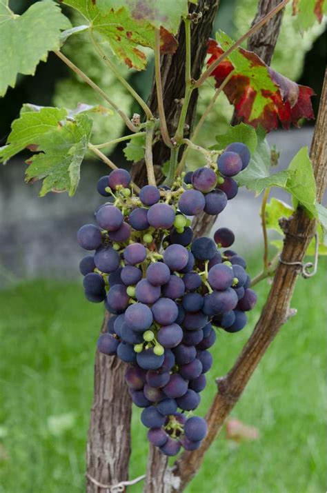 Vitis Vinifera ‘vanessa Pitloos Hoogeveen Plants