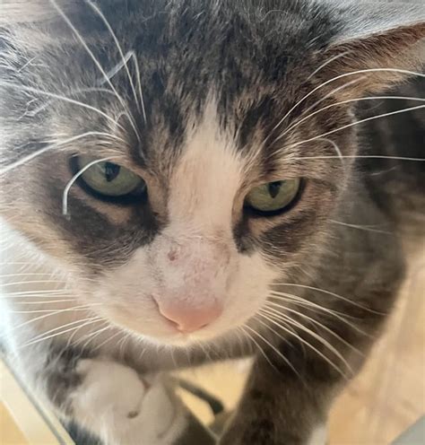 Does Anyone Know What These Spots On My Cats Nose Are Rcats