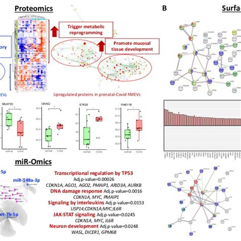 Multi Omic Analysis Revealed Prenatal Sars Cov 2 Infection Affected Download Scientific Diagram
