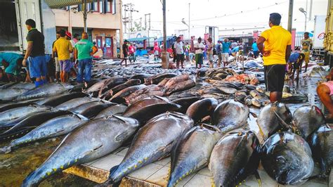 Morning Fish Market Scene Amazing Site Distributes Seafood Youtube