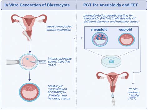 Reproductive Aging Preimplantation Genetic Testing For Aneuploidy And