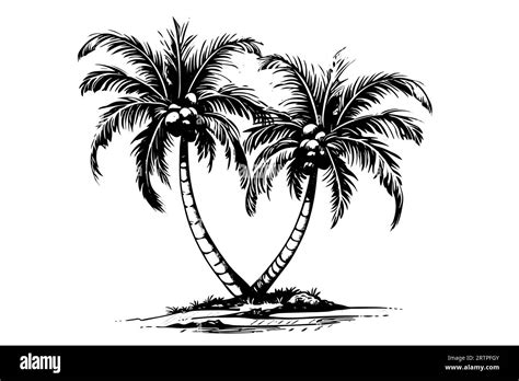 Palm Tree With Coconut Hand Drawn Sketch Ink Silhouette Vector