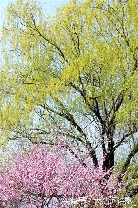 詩歌剪一段桃花給春燕 每日頭條