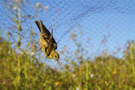 12 Ways To Stop Birds Eating Your Tomatoes That Goes Beyond Netting