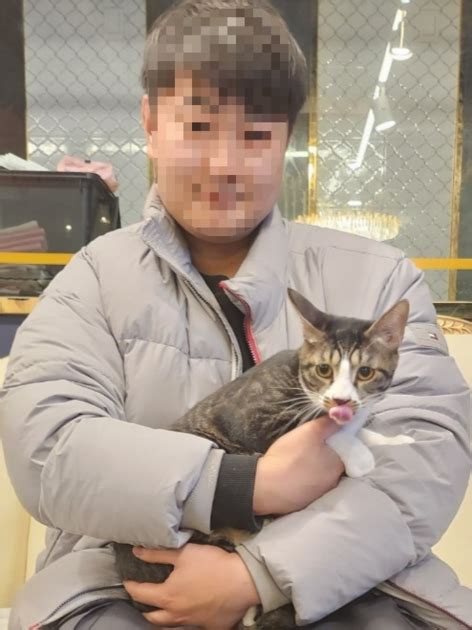 코리안숏헤어 까망 토이랙돌분양 토이브리티쉬숏헤어분양 토이스코티쉬폴드분양 토이러시안블루분양 토이강아지분양 토이고양이분양 토이비숑프리제입양 토이포메라니안입양 토이말티즈입양