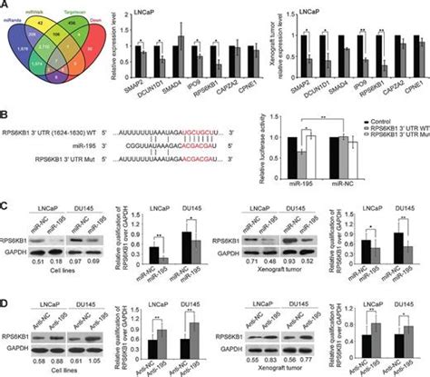 Mir 195 Inhibits Tumor Progression By Targeting Rps6kb1 In Human