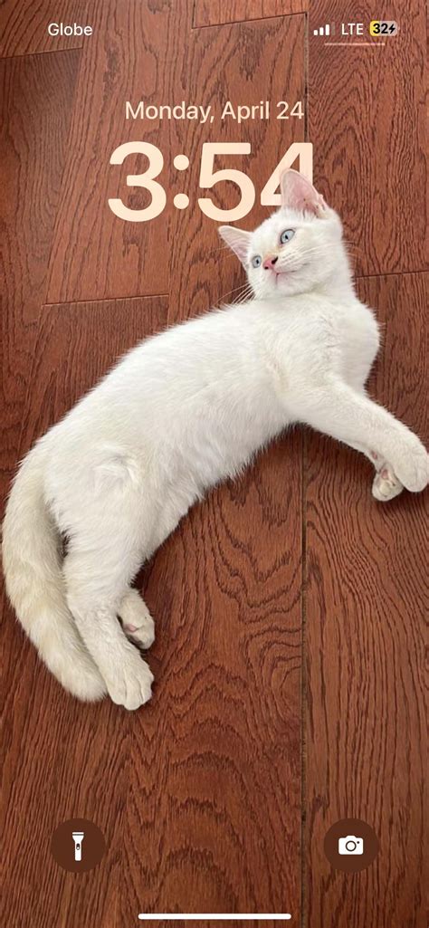 Ang Cute Ng Wallpaper Ko Grrr Rcatsofrph