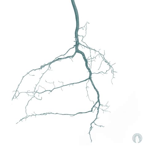 Taproots Walking As Presence And The Infrastructure Of Human Movement Antonia Malchik — Last