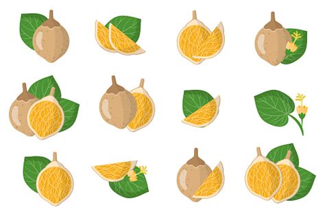 마티시아 코르데이타 이국적인 과일 꽃과 흰색 배경에 고립 된 잎과 일러스트레이션 세트 0명에 대한 스톡 벡터 아트 및 기타