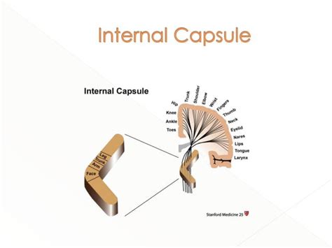 Pyramidal Tract And Extra Pyramidal Tracts Pptx