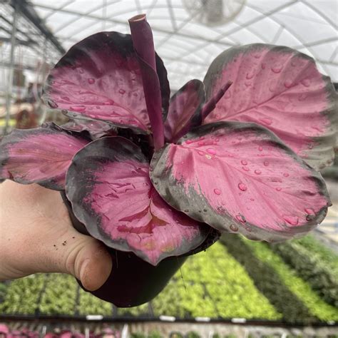 Calathea Roseopicta Purple Rose Prayer Plant 45 Pot Little