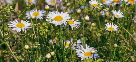 Garden Design Ideas And Themes Dp Garden Design Solutions