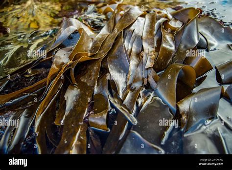 Atlantic Oarweed Seaweed Kelp Laminaria Digitata In Atlantic Rock