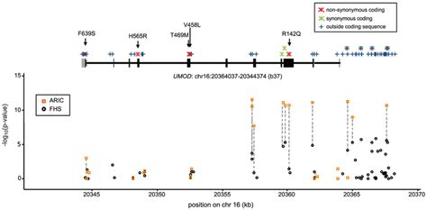 Structure Of The Umod Gene And Localization Of The Variants Identified Download Scientific