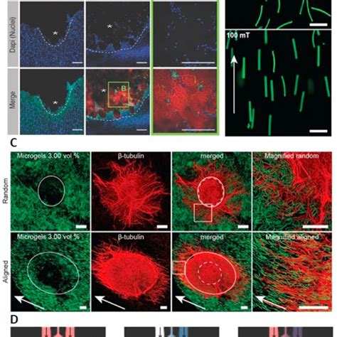 Pdf Neural Tissue Engineering With Structured Hydrogels In Cns Models And Therapies