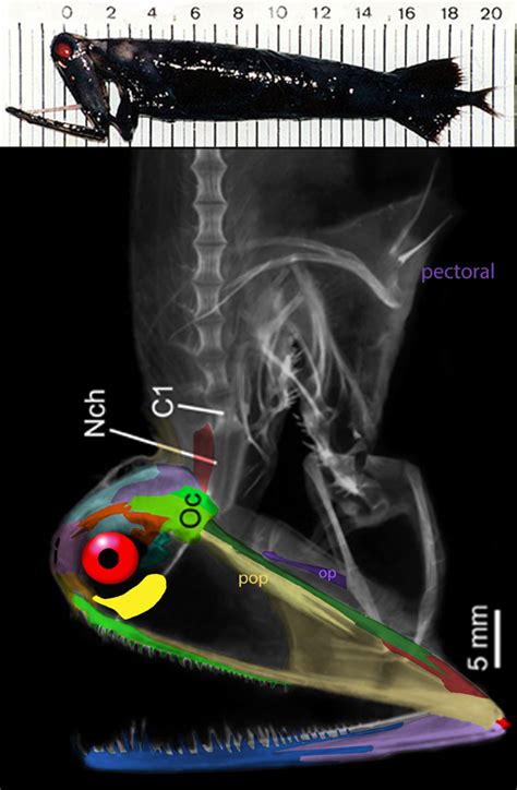 Bluefieldius Euthynotus Coccocephalichthys Howqualepis Malacosteus