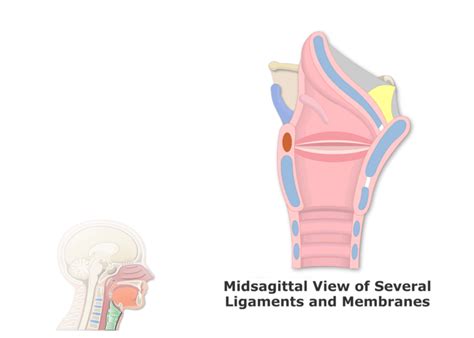 Larynx Location Anatomy Function And Diagram Getbodysmart