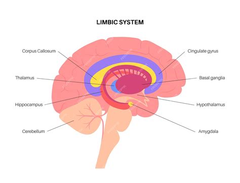 Limbic System Blank