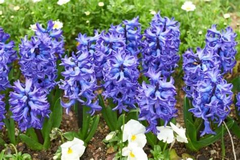 Horti By Greensnap