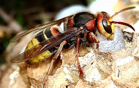 Blog Summer Stinging Insect Prevention Tips For New Jersey Residents