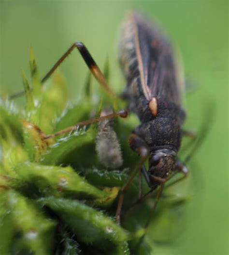 TINY Bug On Bud BugGuide Net